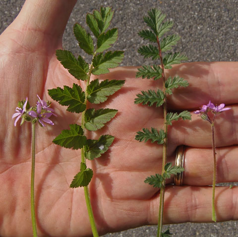 White-stemmed filaree, Erodium moschatum