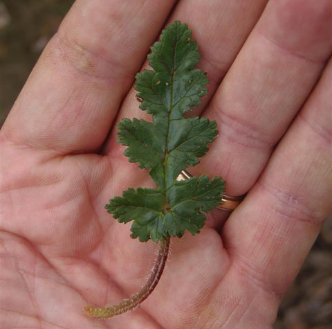 Long-beaked filaree, Erodium botrys