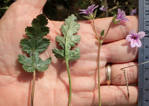 Long-beaked filaree, Erodium botrys