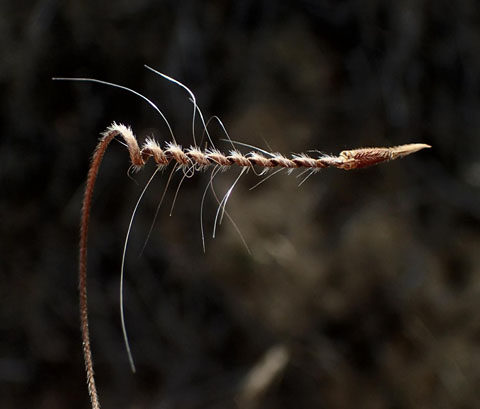 Long-beaked filaree, Erodium botrys