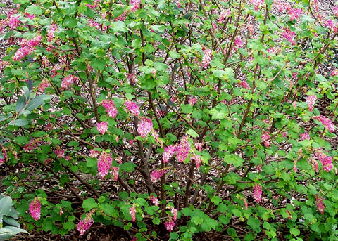 Chaparral Currant, Ribes malvaceum