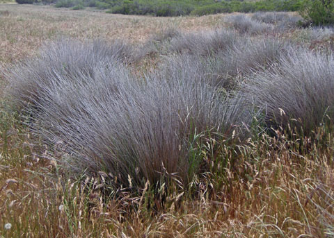 Basket Rush, Juncus textilis