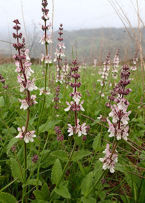 Rigid hedge-nettle, Stachys ajugoides var. rigida