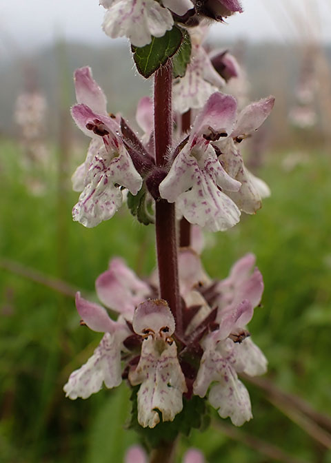 Rigid hedge-nettle, Stachys ajugoides var. rigida