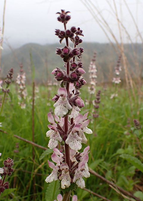 Rigid hedge-nettle, Stachys ajugoides var. rigida
