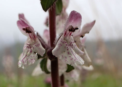 Rigid hedge-nettle, Stachys ajugoides var. rigida