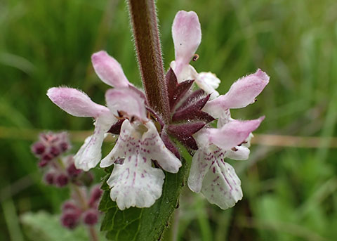 Rigid hedge-nettle, Stachys ajugoides var. rigida