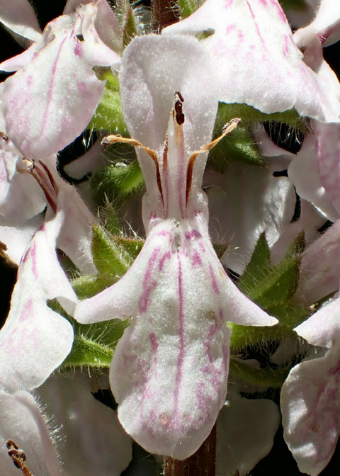 Rigid hedge-nettle, Stachys ajugoides var. rigida