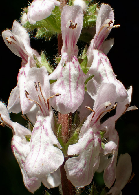 Rigid hedge-nettle, Stachys ajugoides var. rigida