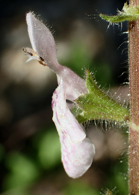 Rigid hedge-nettle, Stachys ajugoides var. rigida