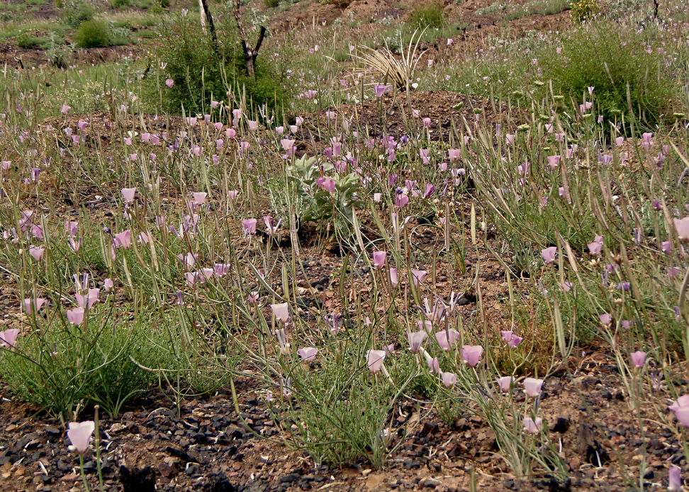 Splendid Mariposa Lily, Calochortus splendens
