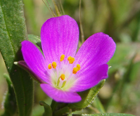 Fringed Redmaids, Calandrinia ciliata