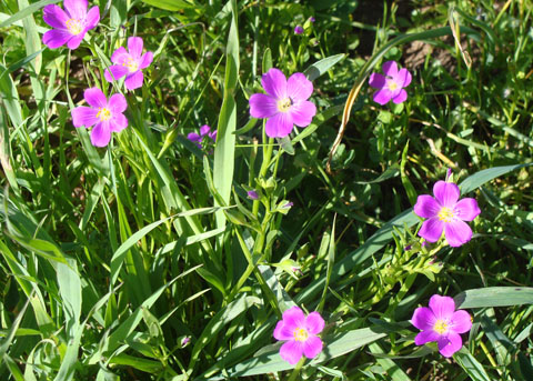 Fringed Redmaids, Calandrinia ciliata