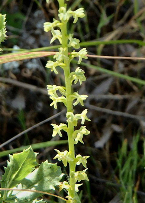 Cooper's Rein Orchid, Piperia cooperi