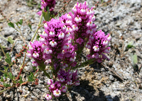 Purple Owl's Clover, Castilleja exserta ssp. exserta