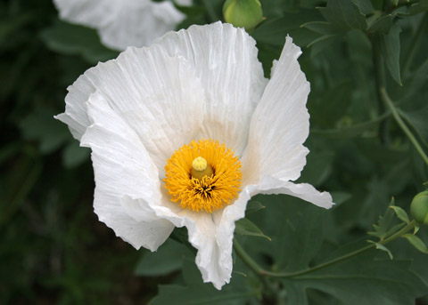 Coulter's Matilija Poppy, Romneya coulteri