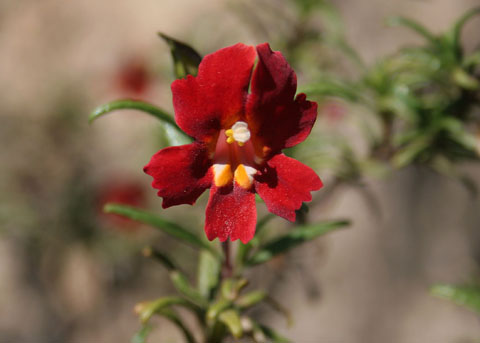 Sticky Monkeyflower, Diplacus aurantiacus
