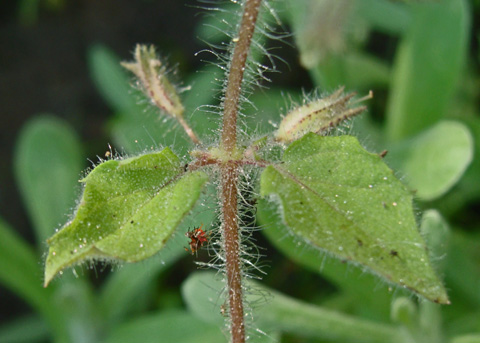 Many-flowered Monkeyflower, Erythranthe floribunda
