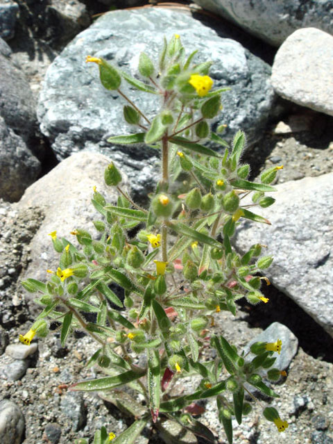 Downy Monkey flower, Mimetanthe pilosa