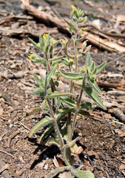 Downy Monkey flower, Mimetanthe pilosa