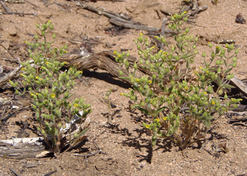 Downy Monkey flower, Mimetanthe pilosa