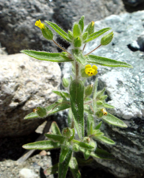 Downy Monkey flower, Mimetanthe pilosa