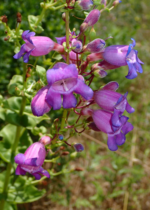 Showy Penstemon, Penstemon spectablis ssp. spectabilis