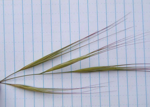 Ripgut Brome, Bromus diandrus