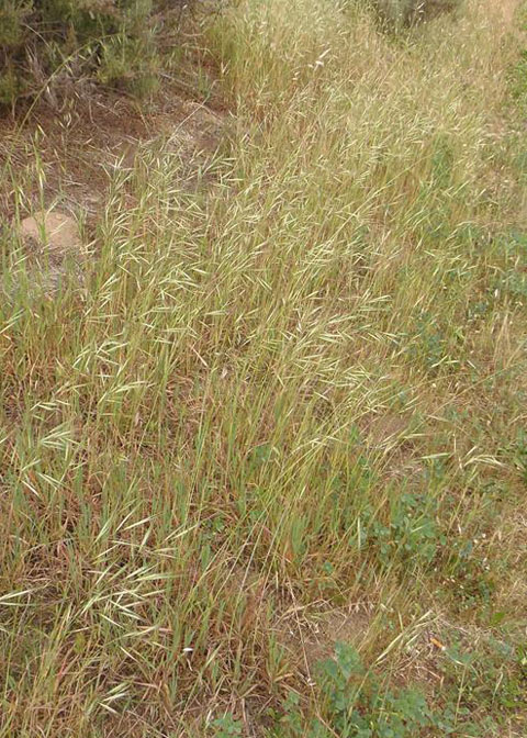 Ripgut Brome, Bromus diandrus