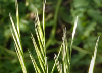 Monocots of Orange County, California - Monocots