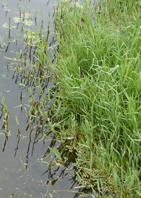 Knotgrass, Paspalum distichum