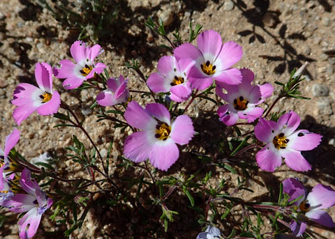 Ground Pink, Linanthus dianthiflorus