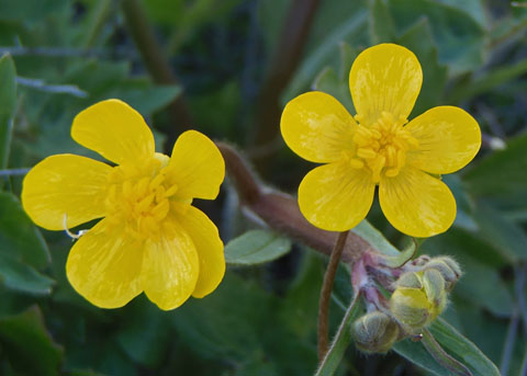 Western Buttercup, Ranunculus occidentalis