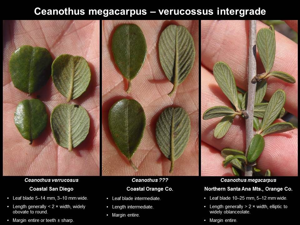 Bigpod Ceanothus, Ceanothus megacarpus