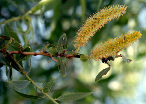Black Willow (Goodding's Willow), Salix gooddingii