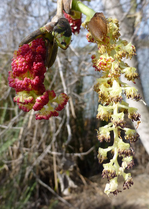 Fremont Cottonwood, Populus fremontii ssp. fremontii