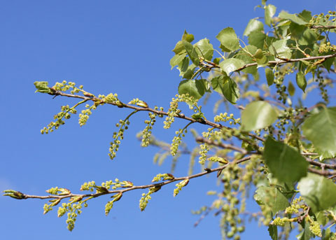 Fremont Cottonwood, Populus fremontii ssp. fremontii