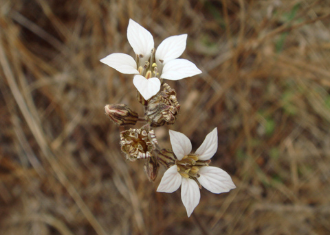 Parry's Jepsonia (Coast Jepsonia), Jepsonia parryi