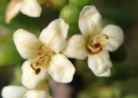 California Boxthorn, Lycium californicum