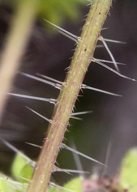 Western Nettle (Annual Stinging Nettle), Hesperocnide tenella