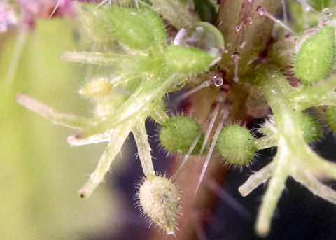 Western Nettle (Annual Stinging Nettle), Hesperocnide tenella