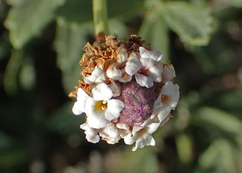 Turkey-tangle Frog-fruit (Garden Lippia, Garden Frog-fruit or Fogfruit ...