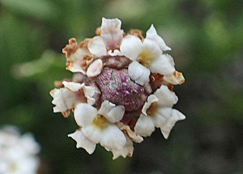 Turkey-tangle Frog-fruit (Garden Lippia, Garden Frog-fruit or Fogfruit ...