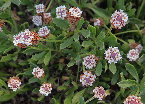Turkey-tangle Frog-fruit (Garden Lippia, Garden Frog-fruit or Fogfruit ...