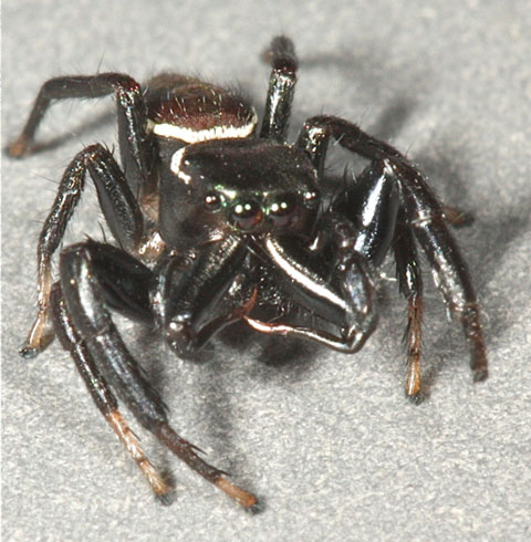 Jumping Spider, Messua limbata