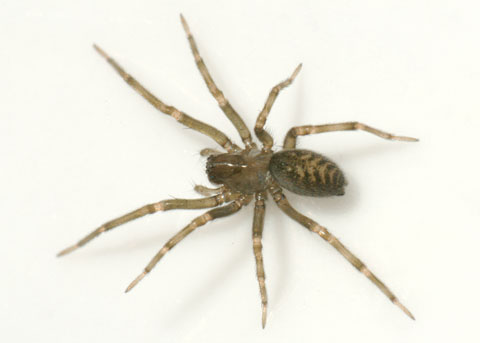 Amphinectid Spider, Metaltella simoni