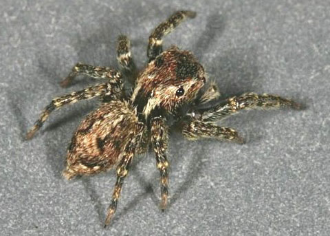 Jumping Spider, Mexigonus morosus