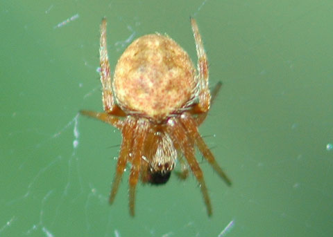 Orb weaver, Neoscona