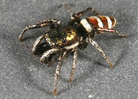 Zebra Spider, Salticus palpalis