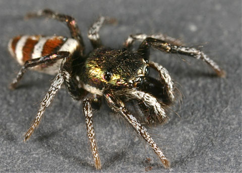 Zebra Spider, Salticus palpalis